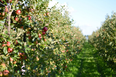 Trouwen in een boomgaard in Lisserbroek | ThePerfectWedding.nl